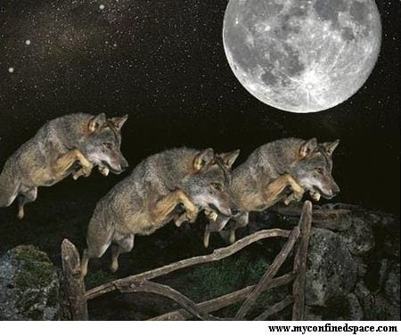 Fat Wolves – A Photo Editor